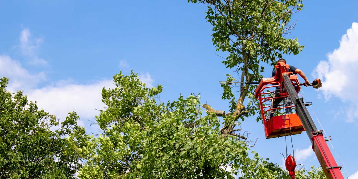 Clear Path Vegetation Management Services | Clear Path Utility Solutions